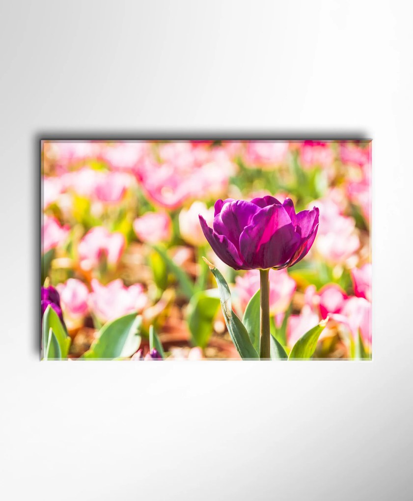 Malvis ® Obraz Pestrý tulipán ROZMĚR (šířka x výška): čtyřdílný čtverec 80x80 cm