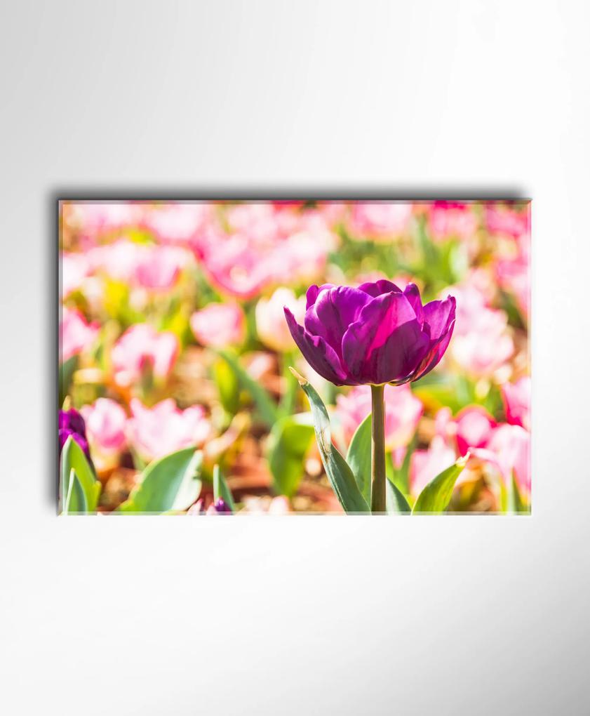 Malvis ® Obraz Pestrý tulipán ROZMĚR (šířka x výška): třídílný obdélník 150x60 cm