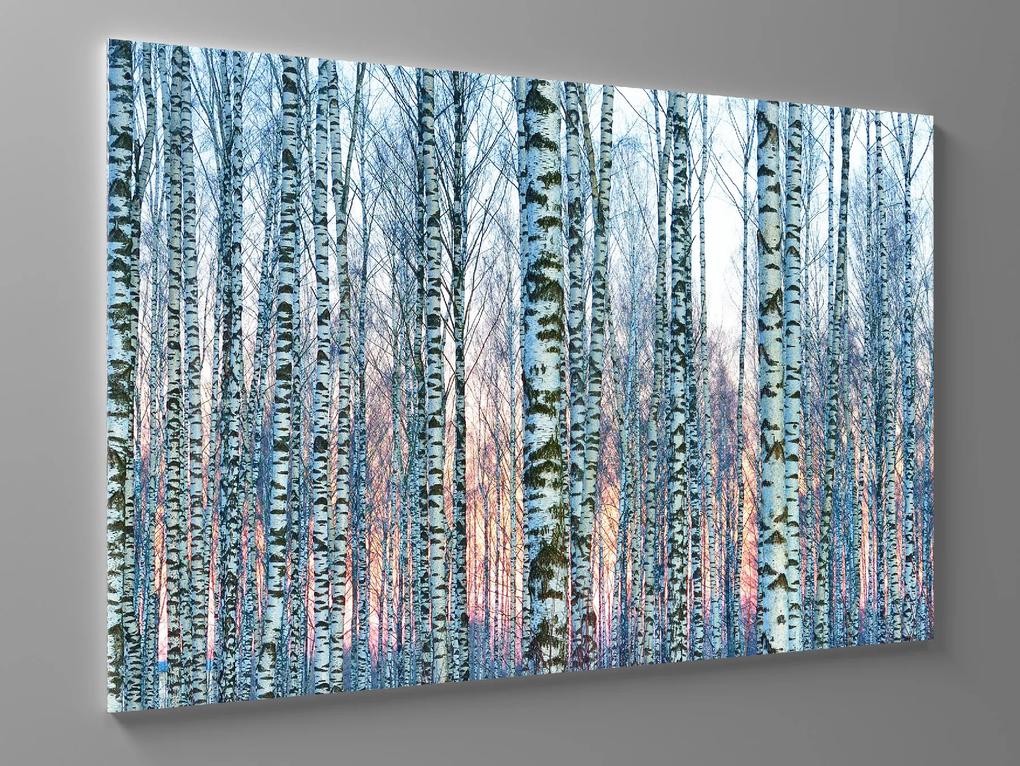 Liox Obraz bílý březový les Rozměr: 100 x 65 cm