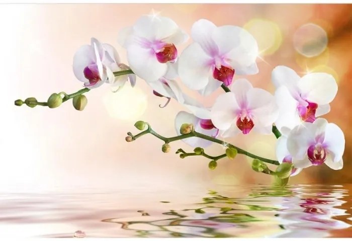 DIMEX | Vliesové fototapety na zeď Bílá orchidej MS-5-0147 | 375 x 250 cm| bílá, zelená, růžová, oranžová