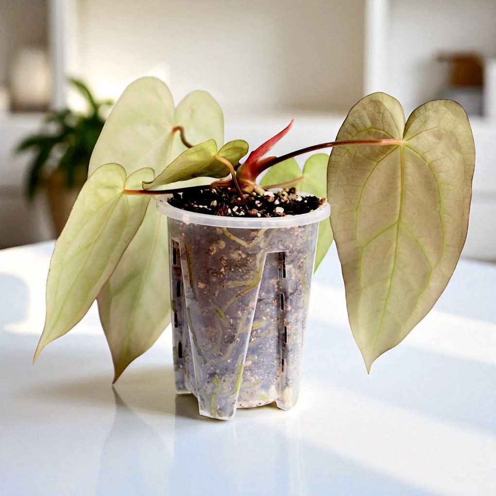 PlantScraper Transparentní květináč pro aroidy 10cm