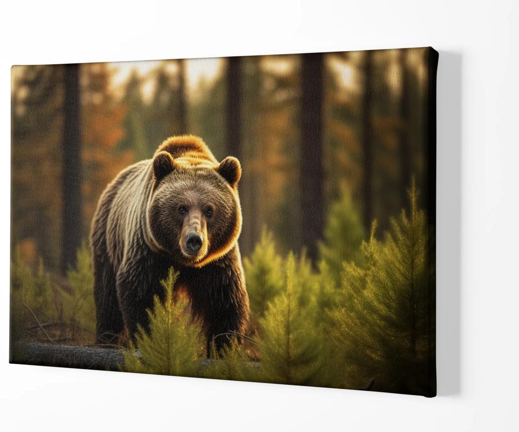 Obraz na plátně - Medvěd Grizzly na průzkumu v jehličnatém lese FeelHappy.cz Velikost obrazu: 210 x 140 cm