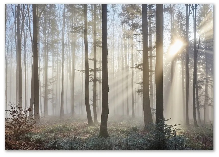 Wallmuralia Fotoobraz na skle Mlha v lese 100x70 cm