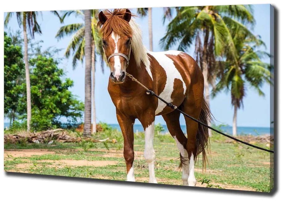 Wallmuralia Foto obraz na plátně do obýváku Strakatý kůň 100x70 cm