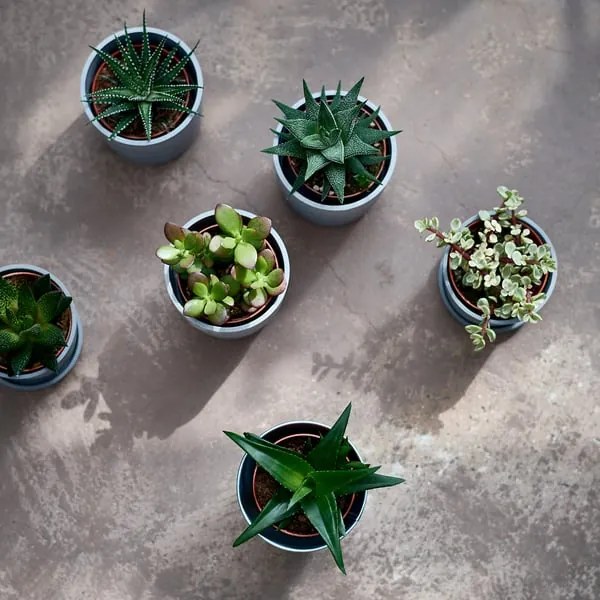 SUCCULENT Rostlina, různé druhy/Sukulent, 9 cm