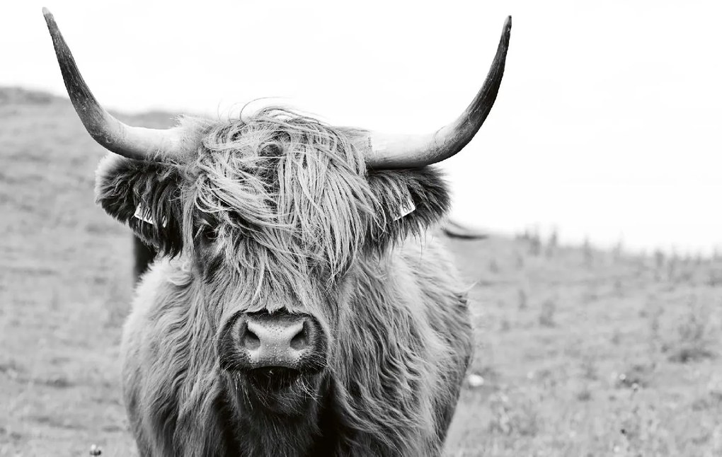DIMEX | Samolepicí vliesová fototapeta na zeď Skotská kráva MA-5-0458 | 375 x 250 cm | bílá, černá
