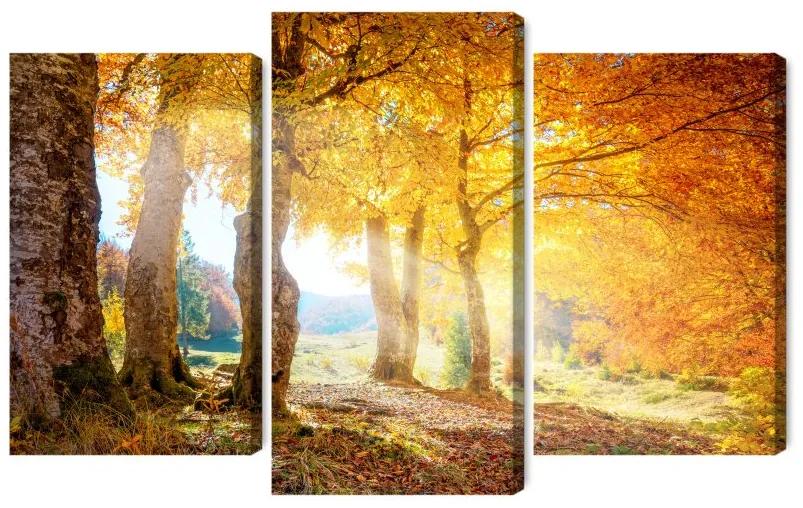 Vícedílný obraz Slunečný Podzimní Les Nedostatek Nedostatek Plátno Canvas 180x120