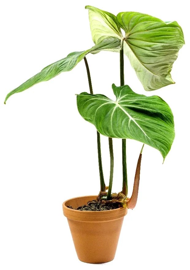 Pokojová rostlina Philodendron Gloriosum, průměr 15 cm Filodendron