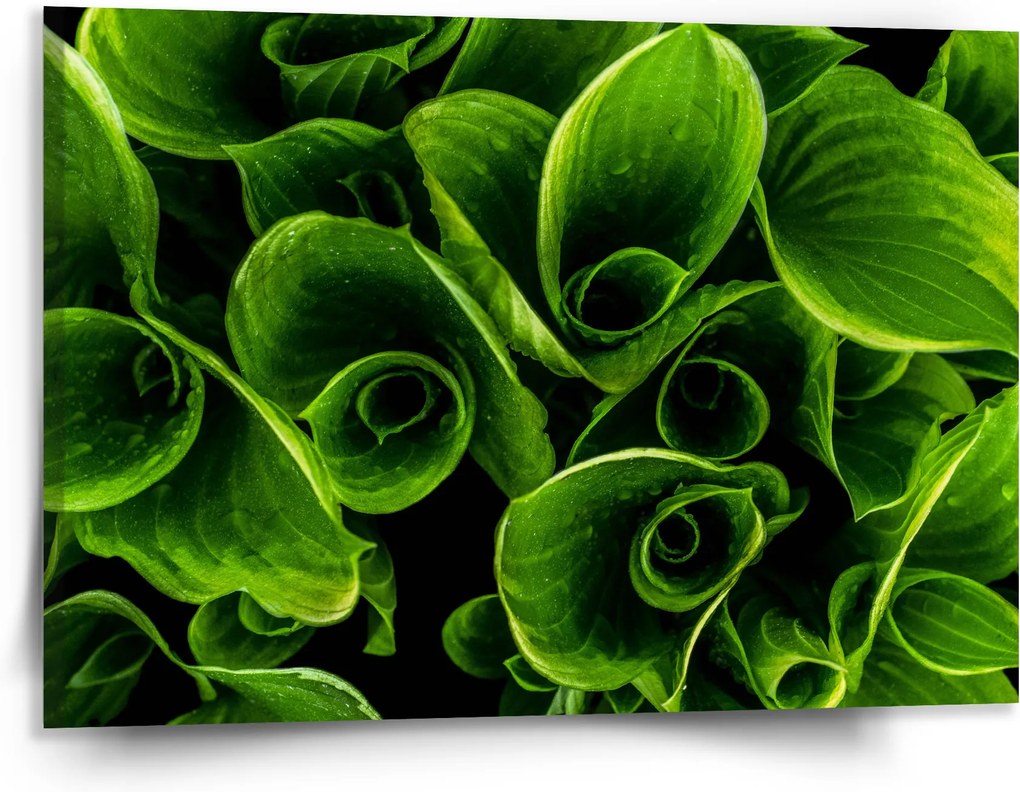 Obraz - Zelené listy 150x110 cm