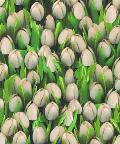 Vinylové tapety na zeď Allure tulipány bílé
