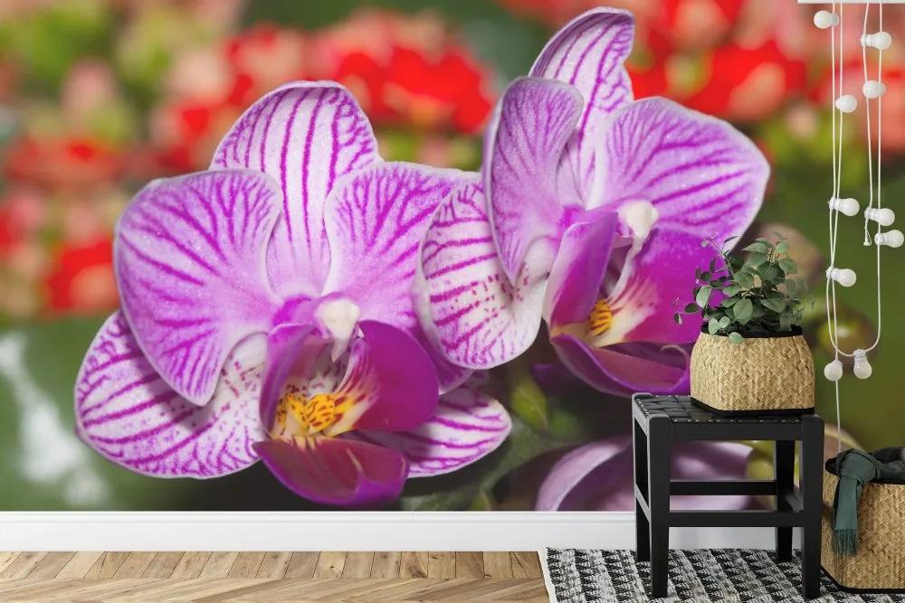 Fototapeta Optická Orchidea 3D Strukturální vinyl 208x146