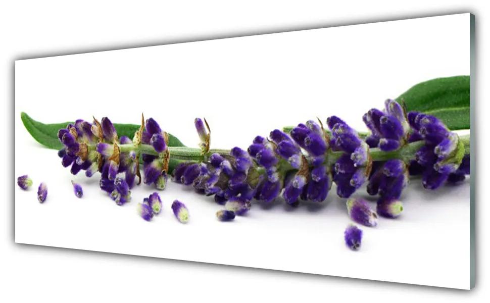 Plexisklo-obraz Levandule Mrtvá Příroda 125x50 cm