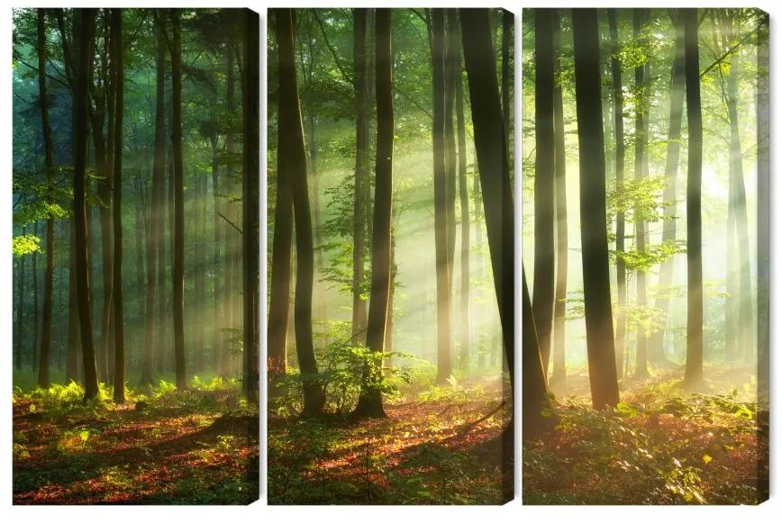Vícedílný obraz Paprsky Slunce V Lese Nedostatek Nedostatek Přírodní plátno 180x120