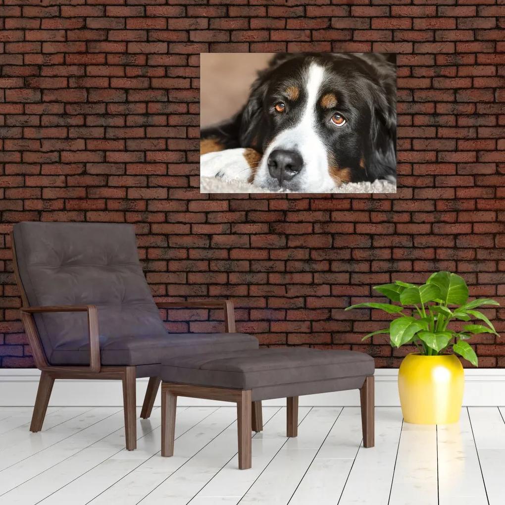 Skleněný obraz psa (70x50 cm)