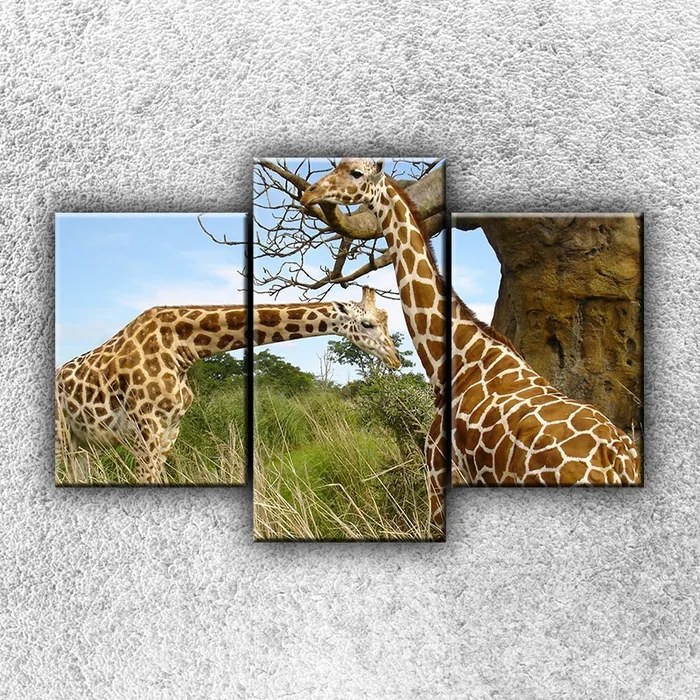 3 dílný obraz Žirafí pár 2