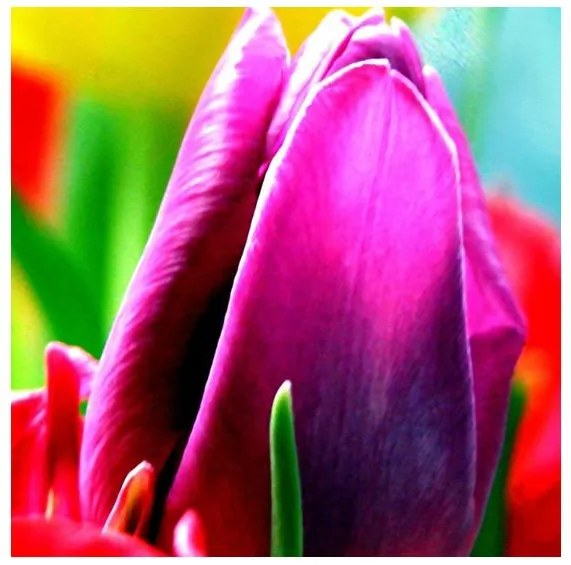 Obraz květu tulipánu (70x70 cm), 40 dalších rozměrů