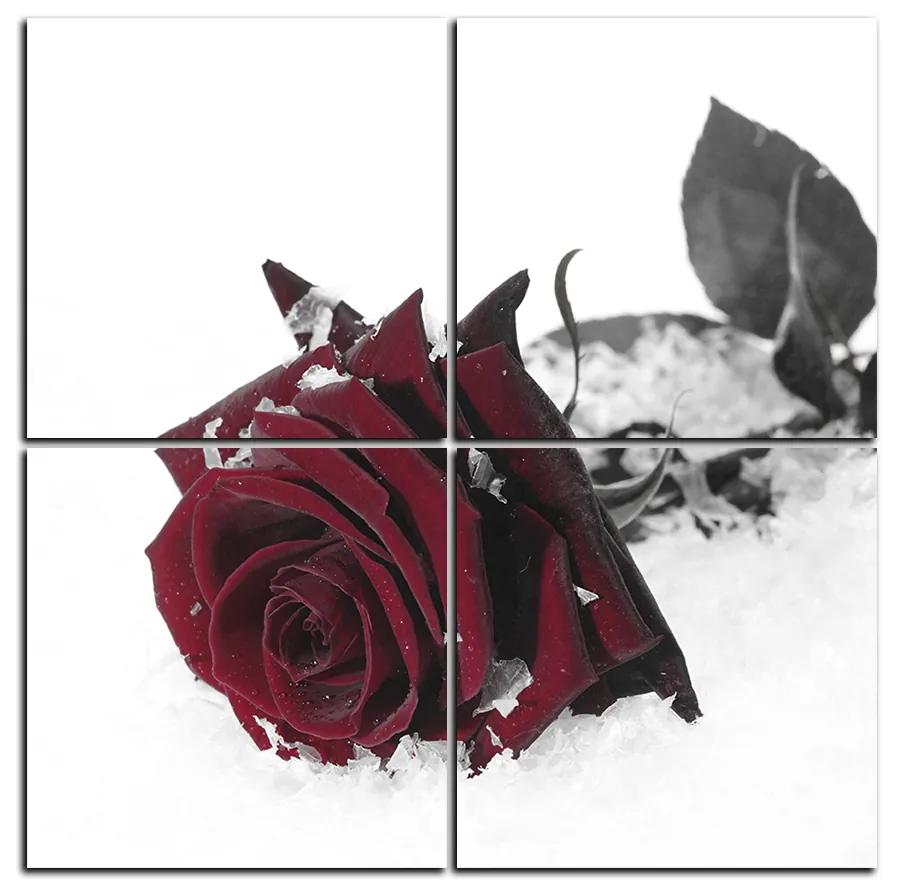 Obraz na plátně -  Růže na sněhu - čtverec 3103FD (100x100 cm)