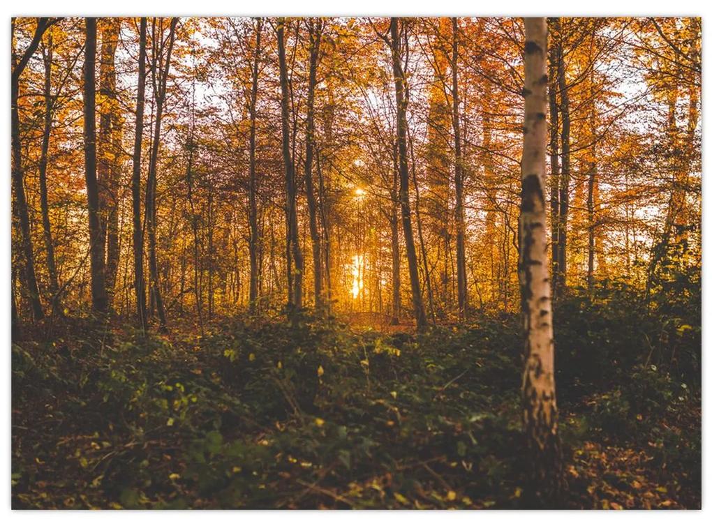 Obraz podzimního lesa (70x50 cm)