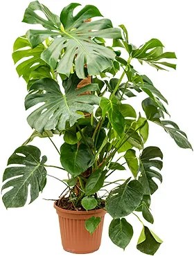 Monstera deliciosa s kokosovou vzpěrou 150 cm, průměr 27 cm