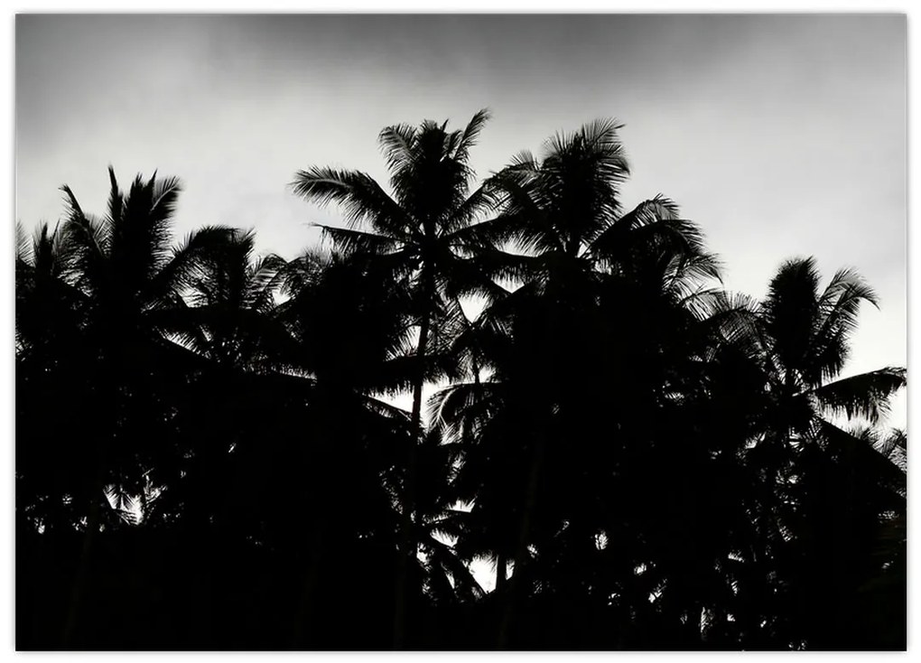 Skleněný obraz černobílý - palmy (70x50 cm)