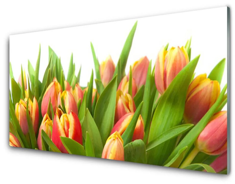 akrylový obraz Tulipány Květiny Rostlina 100x50 cm