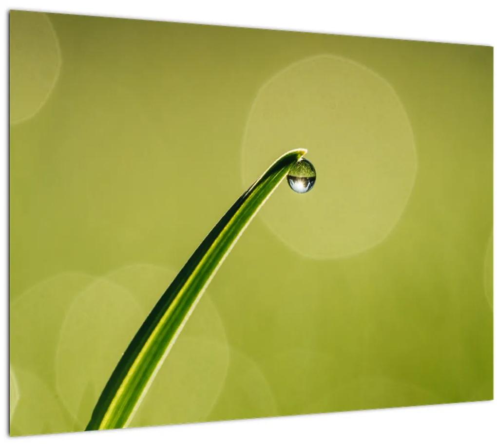 Skleněný obraz kapky vody na trávě (70x50 cm)