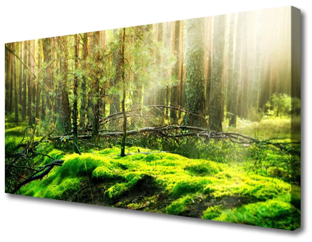 Obraz na plátně Skleněný Mech Les Příroda