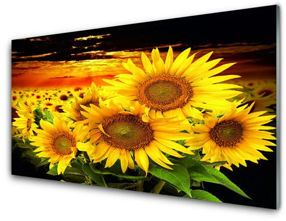 Obraz na skle Slunečnice Květ Rostlina 140x70 cm