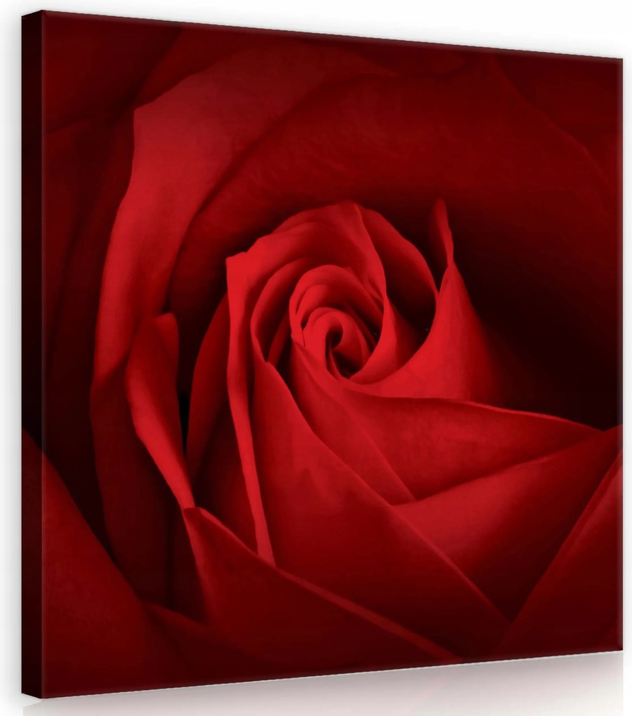 Obraz 80x80 Šarlatový polibek růže – Elegance a vášeň ve vašem domě