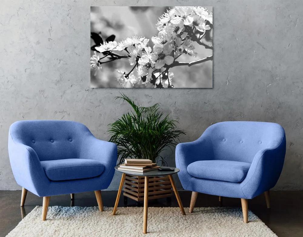 Obraz třešňový květ v černobílém provedení Varianta: 120x80