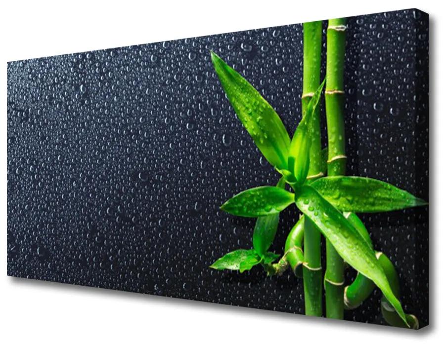 Obraz na plátně Bambus Stonek Rostlina Příroda 100x50cm