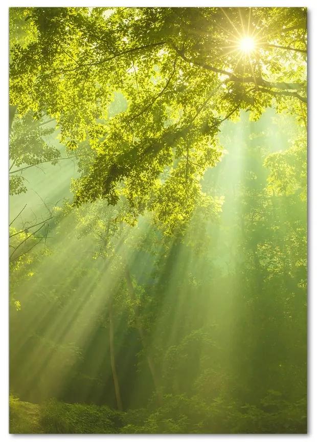 Wallmuralia Foto obraz fotografie na skle Slunce v lese 70x100 cm