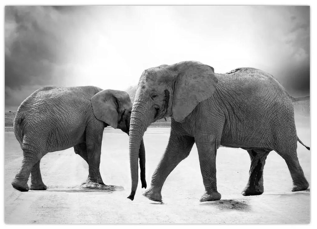 Obraz - černobílí sloni (70x50 cm)