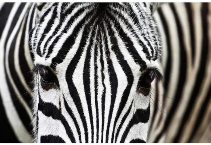 DIMEX | Samolepicí vliesová fototapeta na zeď Zebra MA-5-0234 | 375 x 250 cm | bílá, černá