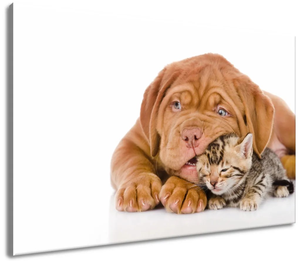 Gario Obraz na plátně Jako kočka a pes Velikost: 120 x 80 cm