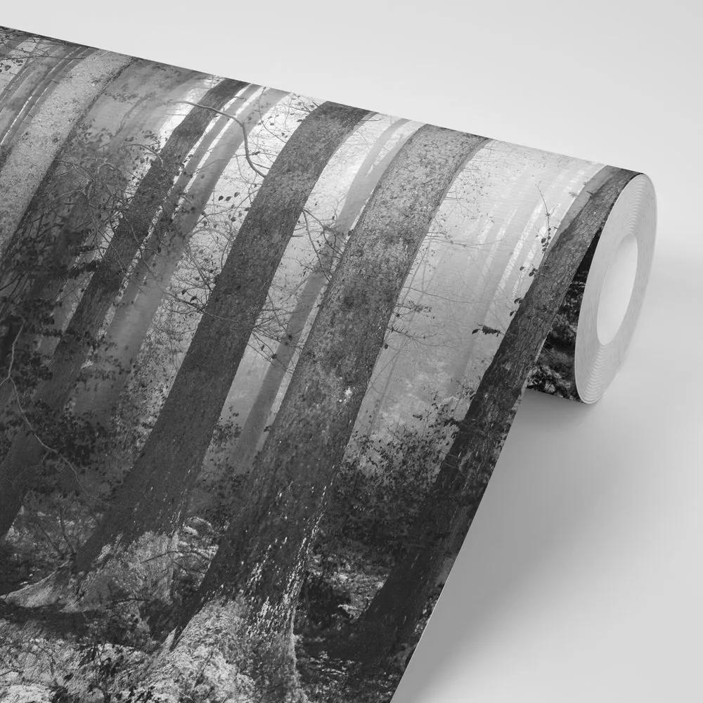 Samolepící fototapeta černobílé tajemství lesa