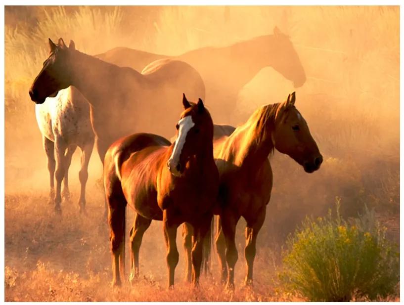 Fototapeta - Wild horses of the steppe