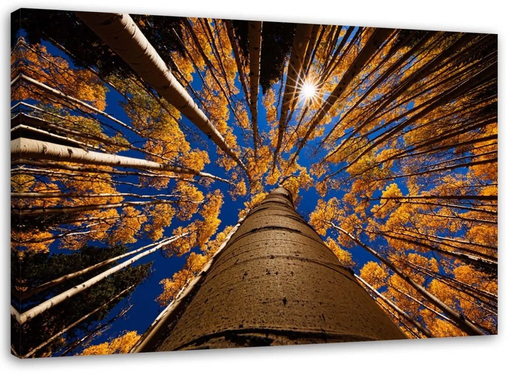 Obraz na plátně, Stromy Lesní krajina - 120x80 cm