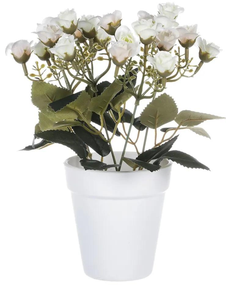 Mini růžičky v plastovém bílém obalu SG7334 Krémová
