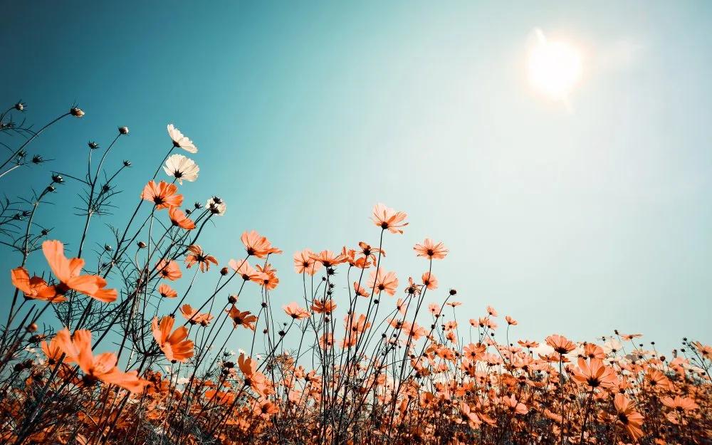 Vícedílný obraz Polní Květiny Na Slunci Nedostatek Nedostatek Přírodní plátno 240x150