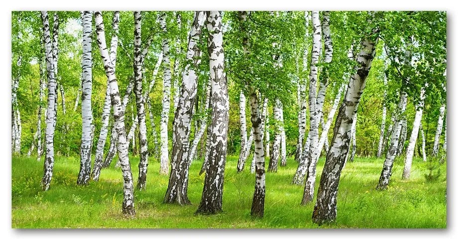 Wallmuralia Fotoobraz na skle Břízový les 100x50 cm