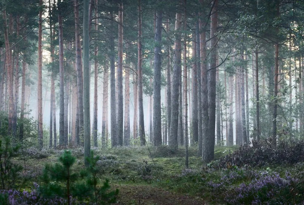 Fototapeta Les V Mlze Omyvatelný vlies 104x70.5