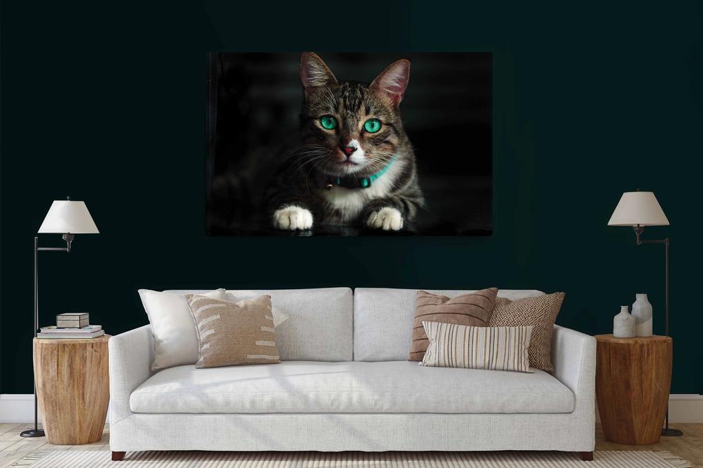 Malvis ® Obraz Kočka se zelenýma očima Velikost (šířka x výška): 60x40 cm