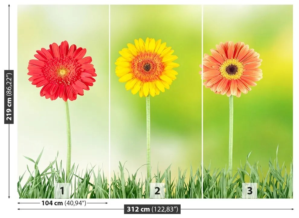 Fototapeta gerbera 104x70