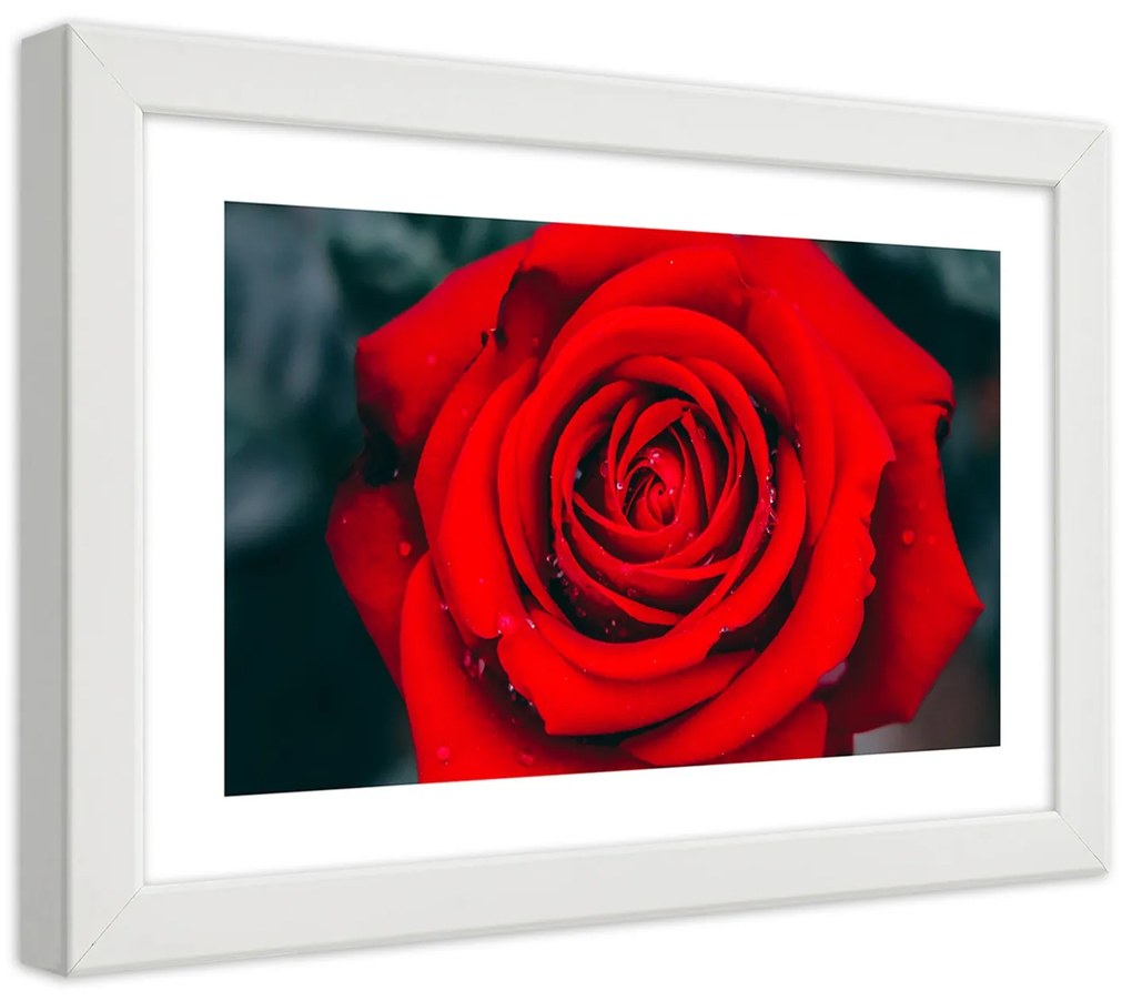 Gario Plakát Kvetoucí růže Barva rámu: Bílá, Rozměry: 100 x 70 cm