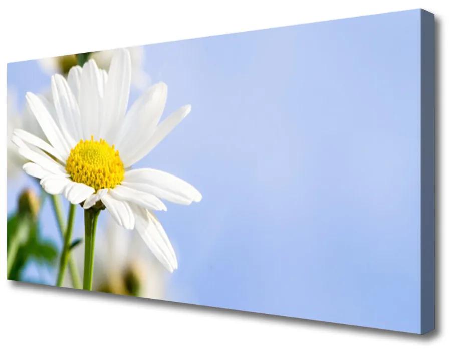 Obraz na plátně Sedmikráska Rostlina Příroda 100x50 cm