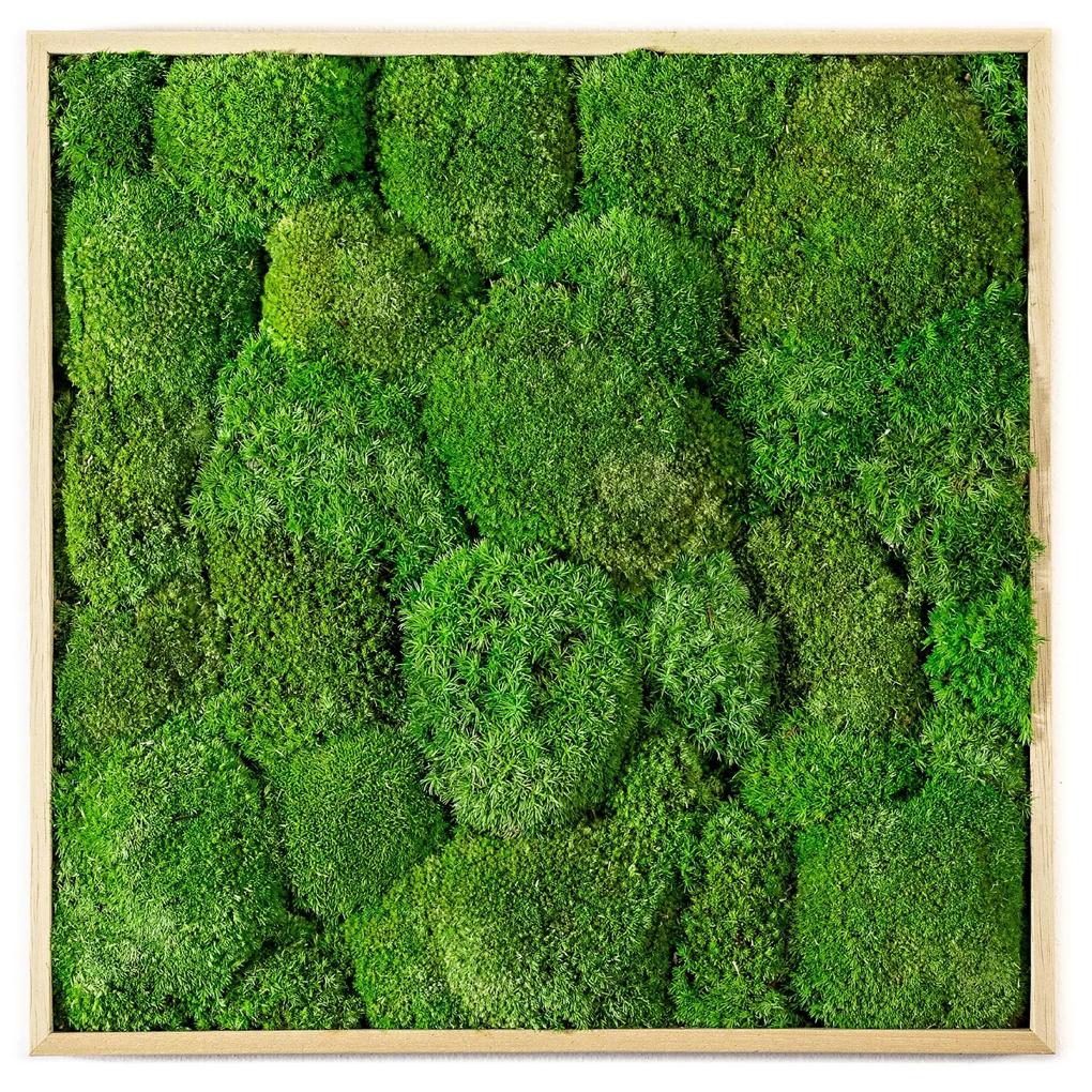 Gardners Mechový obraz 35x35 cm z kopečkového mechu, přírodní