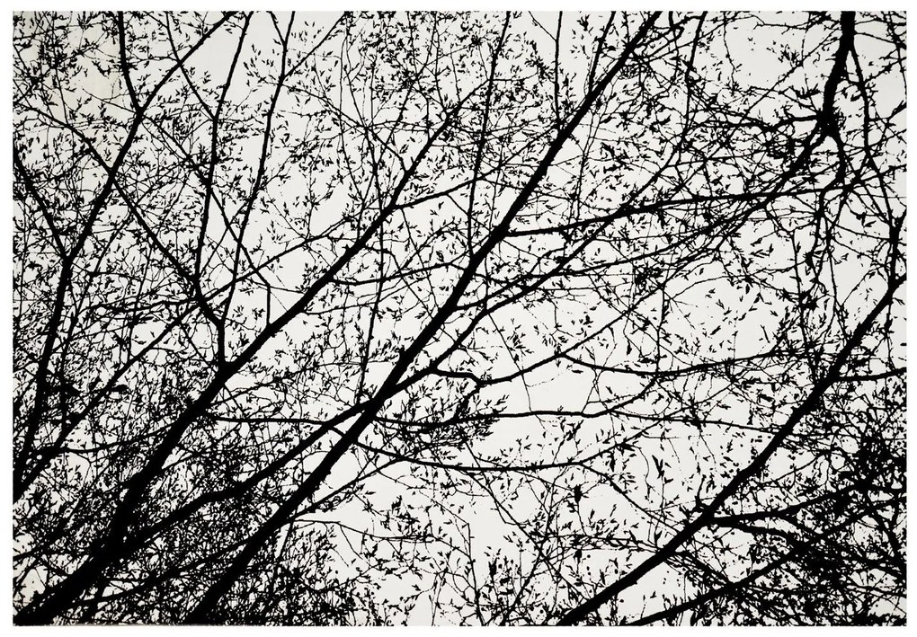 Tutumi Nature 4D, plyšový koberec vzor: černé stromy 140x200 cm, SHG-09009