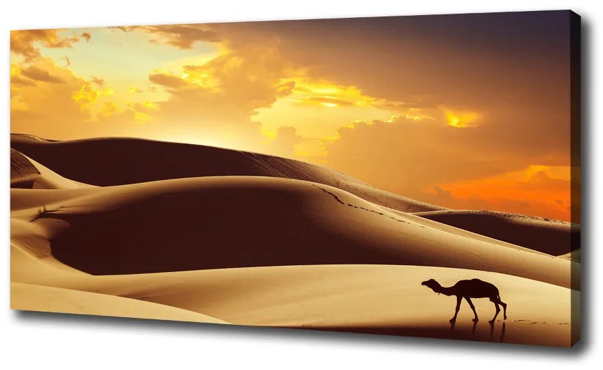 Wallmuralia Foto obraz na plátně Velbloud Sahara 100x50