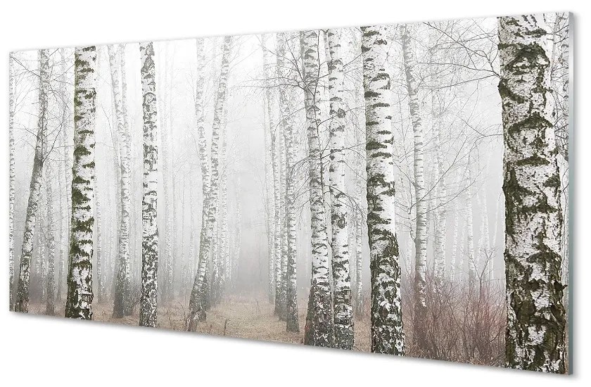 Obraz na skle mlha bříza 125x50 cm